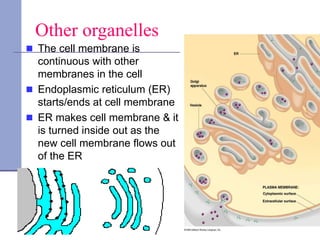 Cell Membrane Structure and Function.ppt