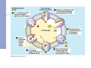 Cell Membrane Structure and Function.ppt