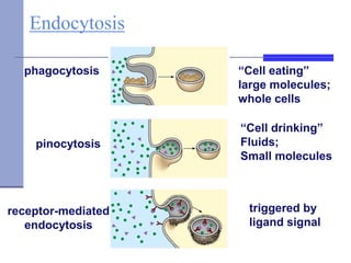 Cell Membrane Structure and Function.ppt