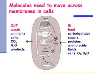 Cell Membrane Structure and Function.ppt