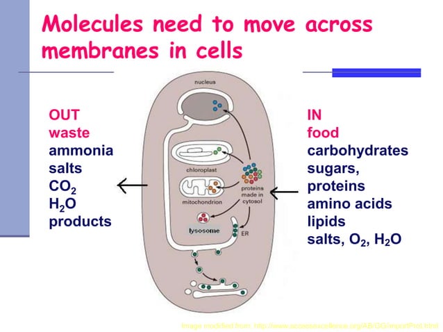 Cell Membrane Structure and Function.ppt