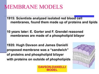 Cell Membrane Structure and Function.ppt