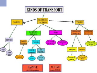 Passive Transport Concept Map