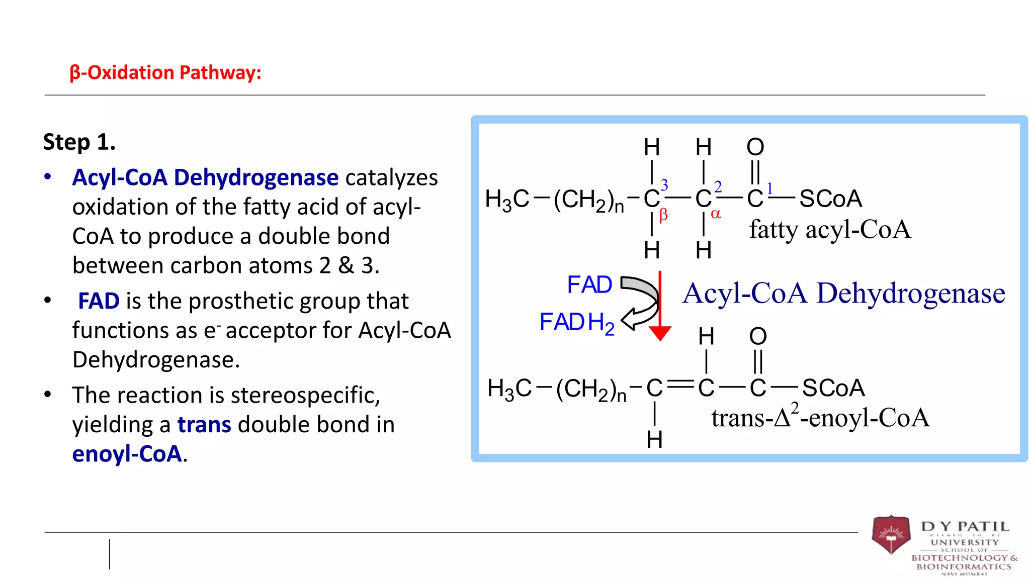 Lecture 3- Oxidation of saturated fatty acids.pptx