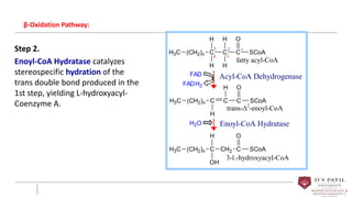 Lecture 3- Oxidation of saturated fatty acids.pptx