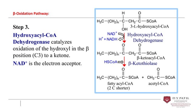 Lecture 3- Oxidation of saturated fatty acids.pptx