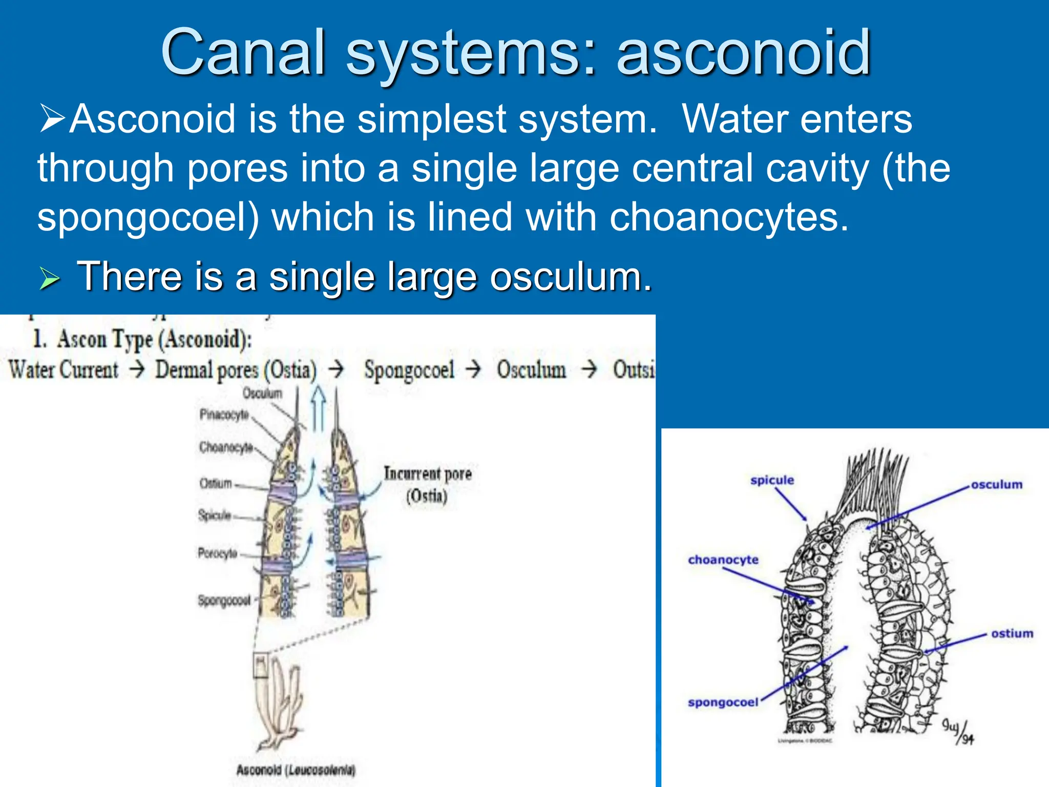 ZOO102 Invertebrate Zoology Phylum Porifera.pdf
