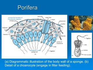 ZOO102 Invertebrate Zoology Phylum Porifera.pdf