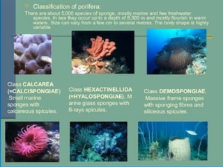 ZOO102 Invertebrate Zoology Phylum Porifera.pdf