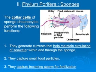 ZOO102 Invertebrate Zoology Phylum Porifera.pdf