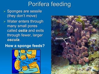 ZOO102 Invertebrate Zoology Phylum Porifera.pdf