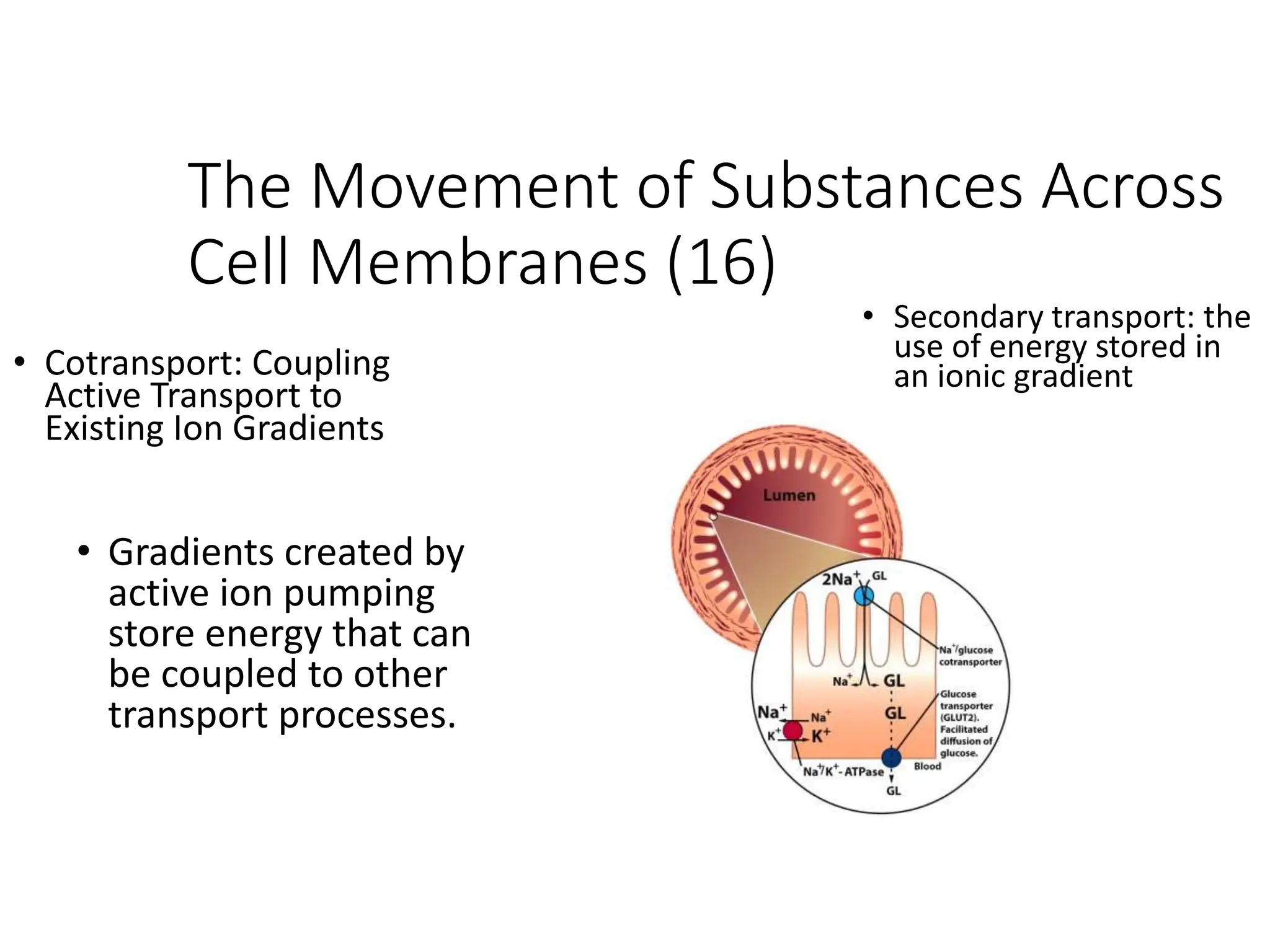 PLasma_membrane_transport_lecture__.pptx