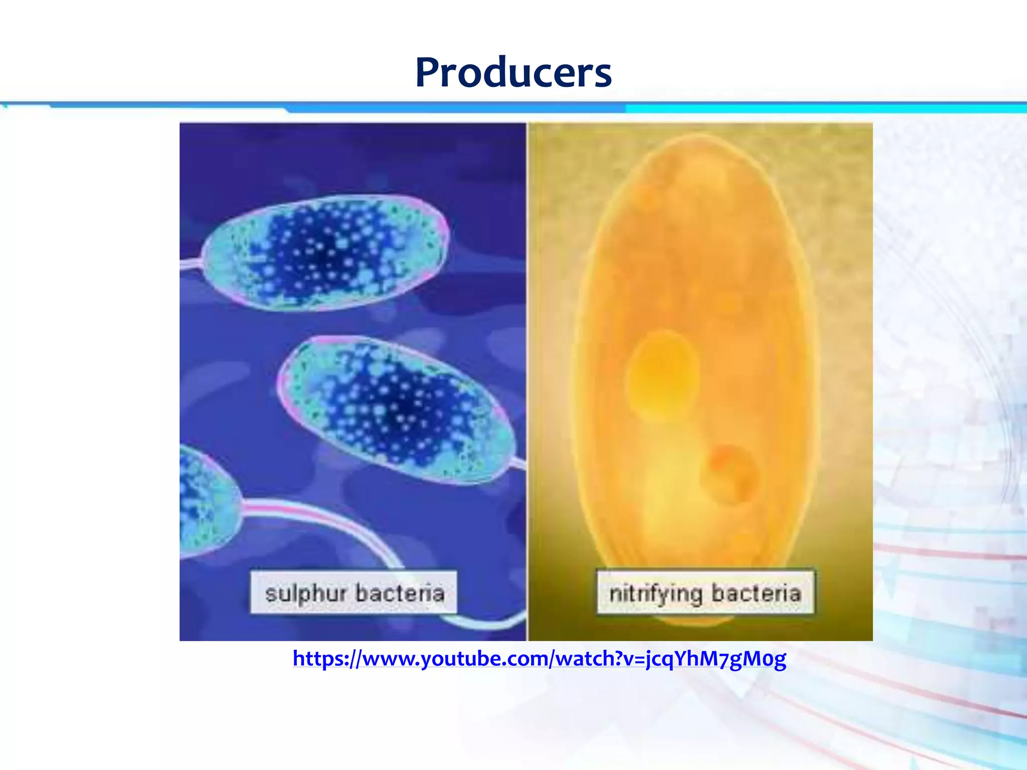 Lecture 3 producers | PPT