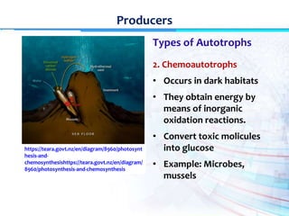 Lecture 3 producers | PPT