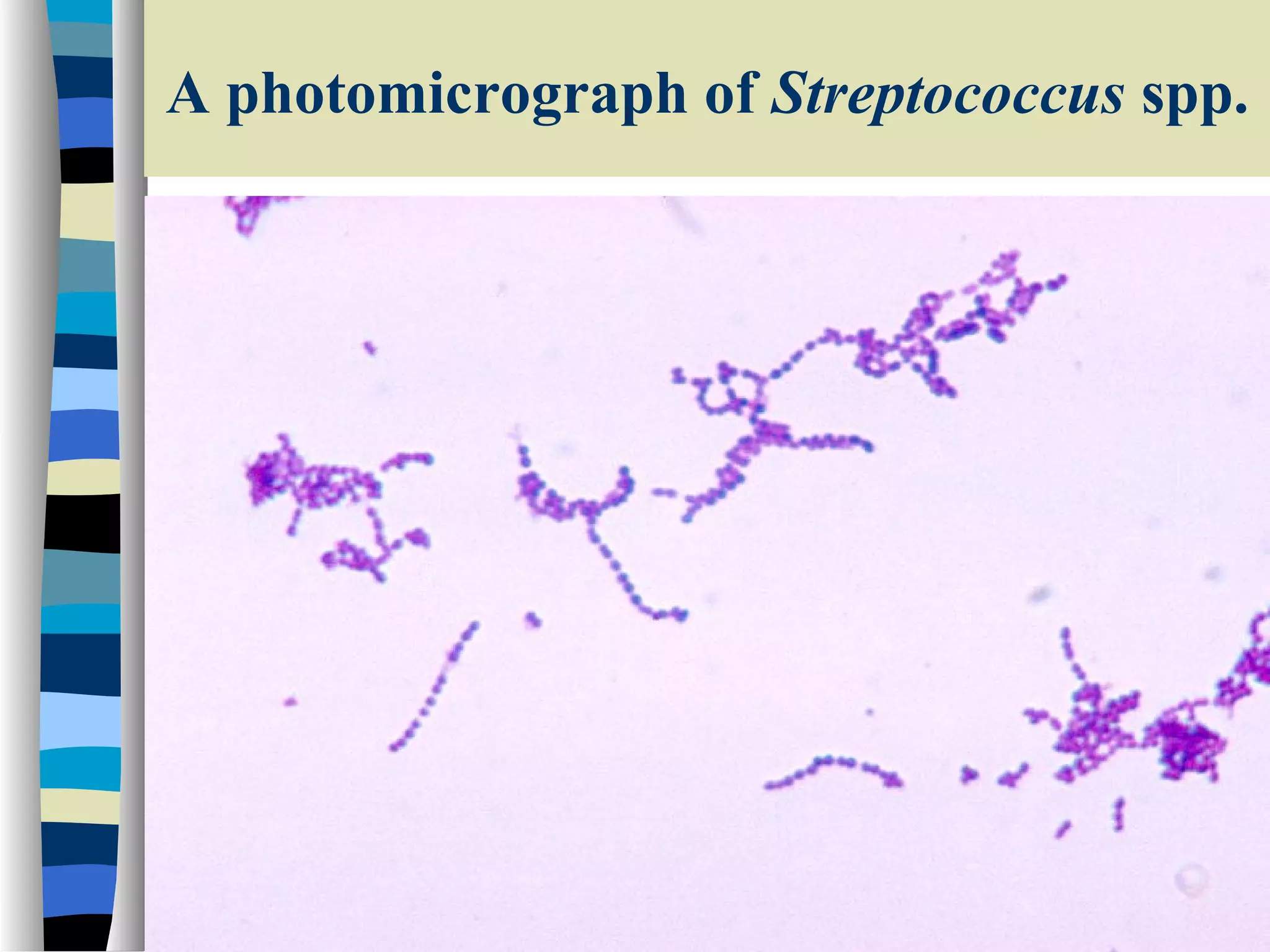 Lecture 3 Streptococcus pyogenes | PPT