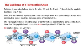 Lecture 3 - Structure and function of Proteins.pptx