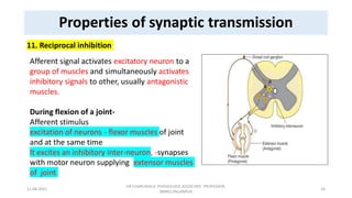 Synapse properties | PDF