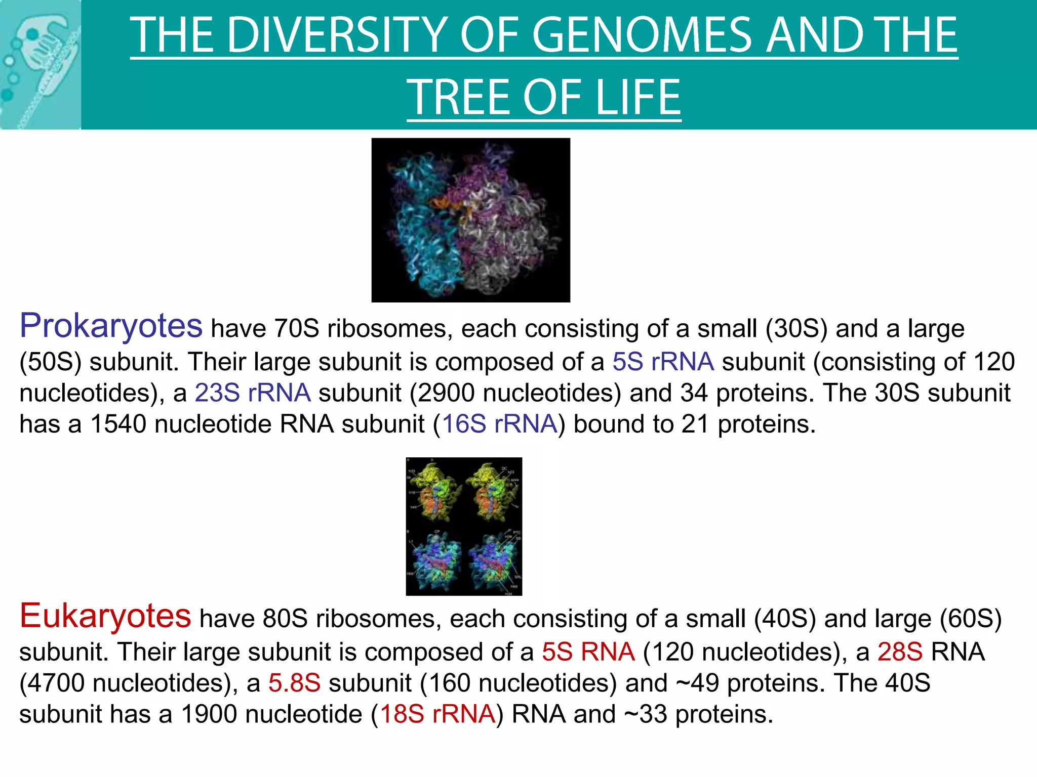 Lecture 3 -the diversity of genomes and the tree of life | PPTX