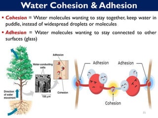 Lecture 3- Water 1.introduction to water. its structure | PDF