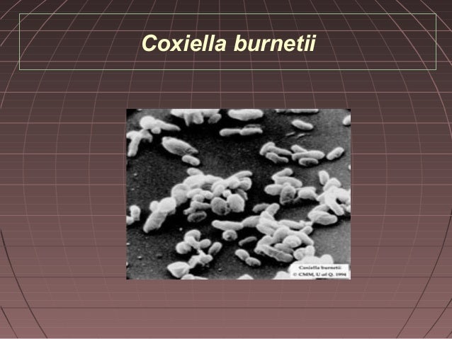Lecture 30 Rickettsia and Coxiella