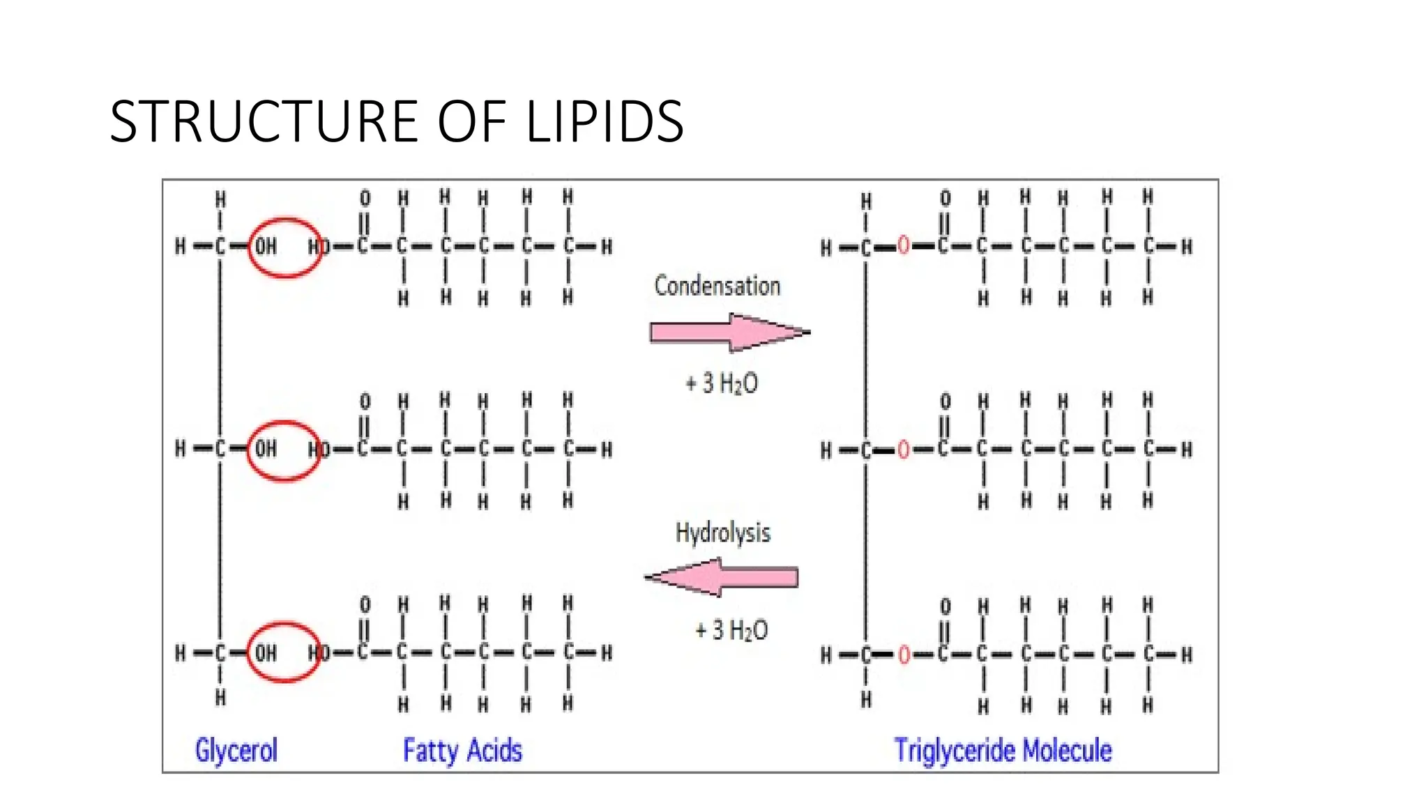 FATS AND LIPIDS.......................... | PPT