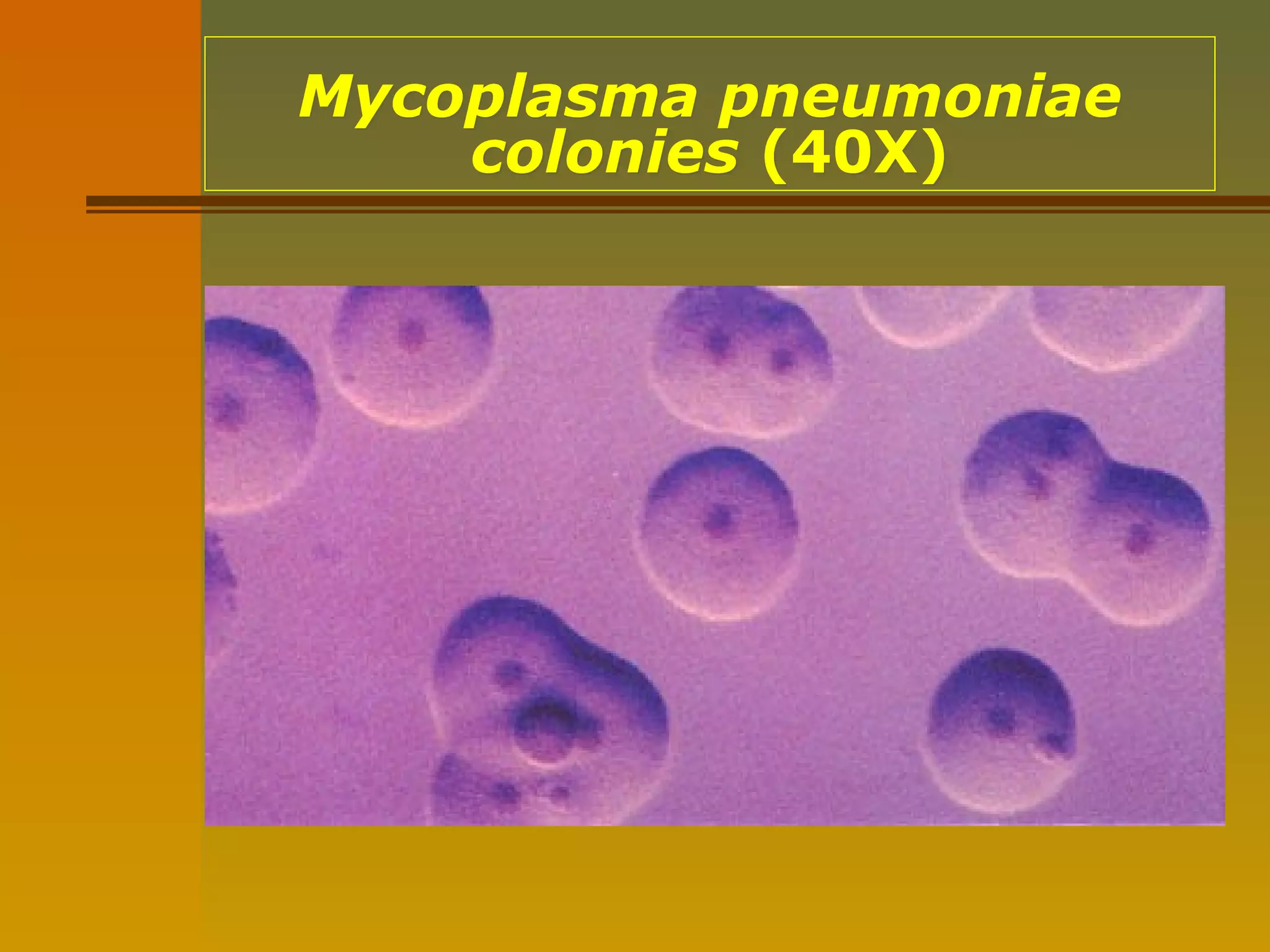 Lecture 31 Mycoplasms | PPT