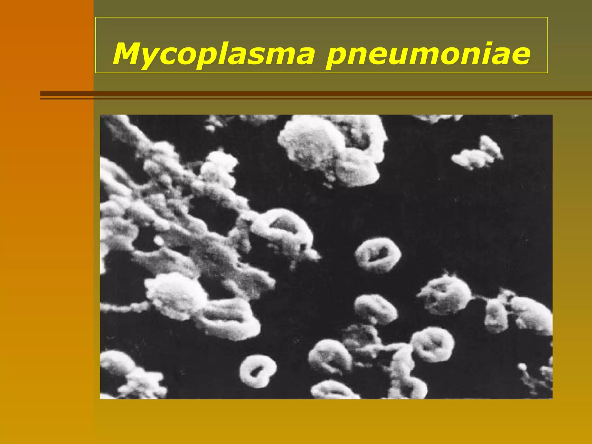Lecture 31 Mycoplasms | PPT