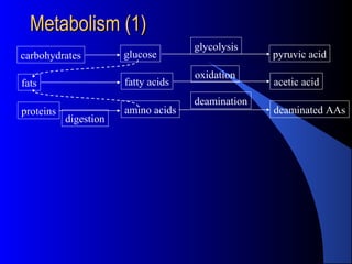 Lecture31 adv metabolism | PPT