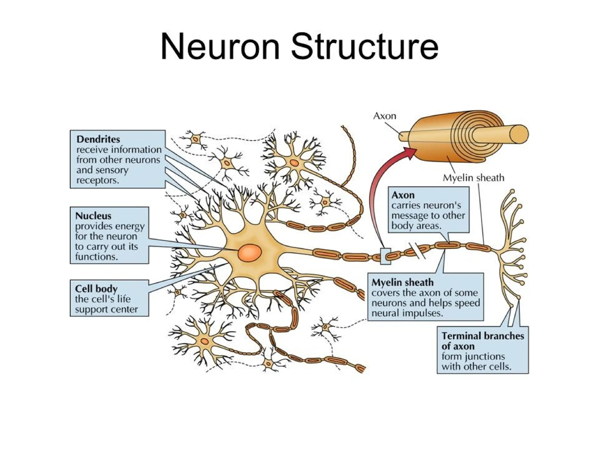 Structure of neuron and functions of neuron | PPT