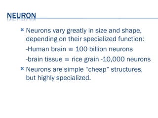 Structure of neuron and functions of neuron | PPT