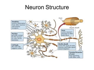 Structure of neuron and functions of neuron | PPT