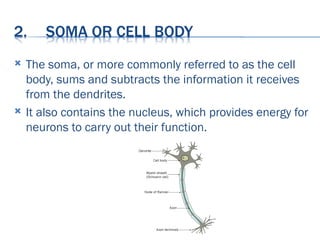 Structure of neuron and functions of neuron | PPT