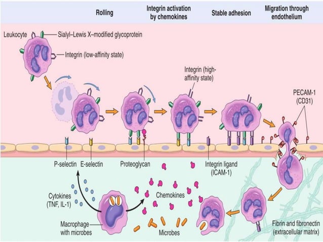 Lecture 3 Acute inflammation definition, events, signs and ...