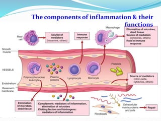 Lecture 3 Acute inflammation definition, events, signs and ...