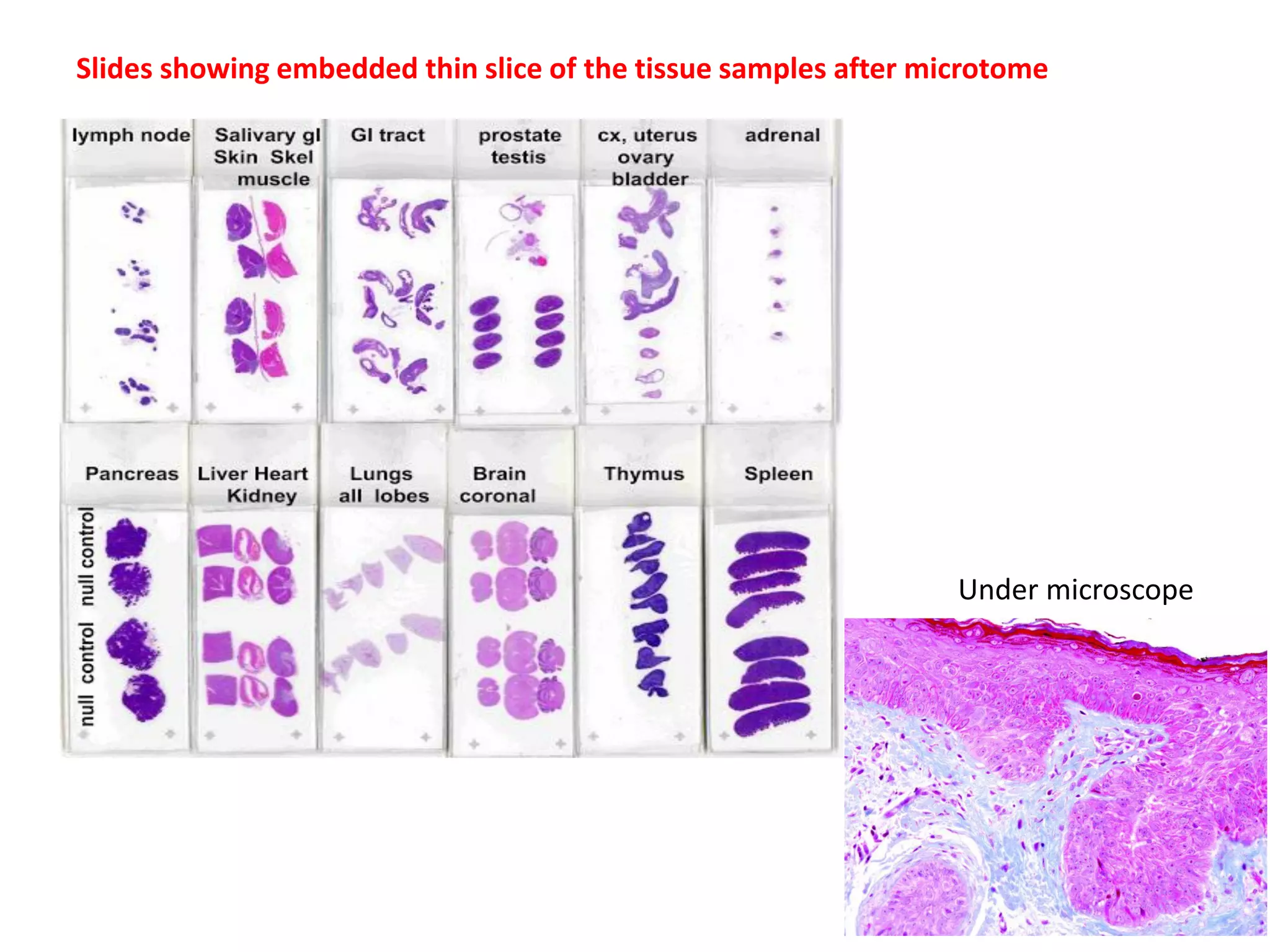 Techniques in Cell Biology | PDF