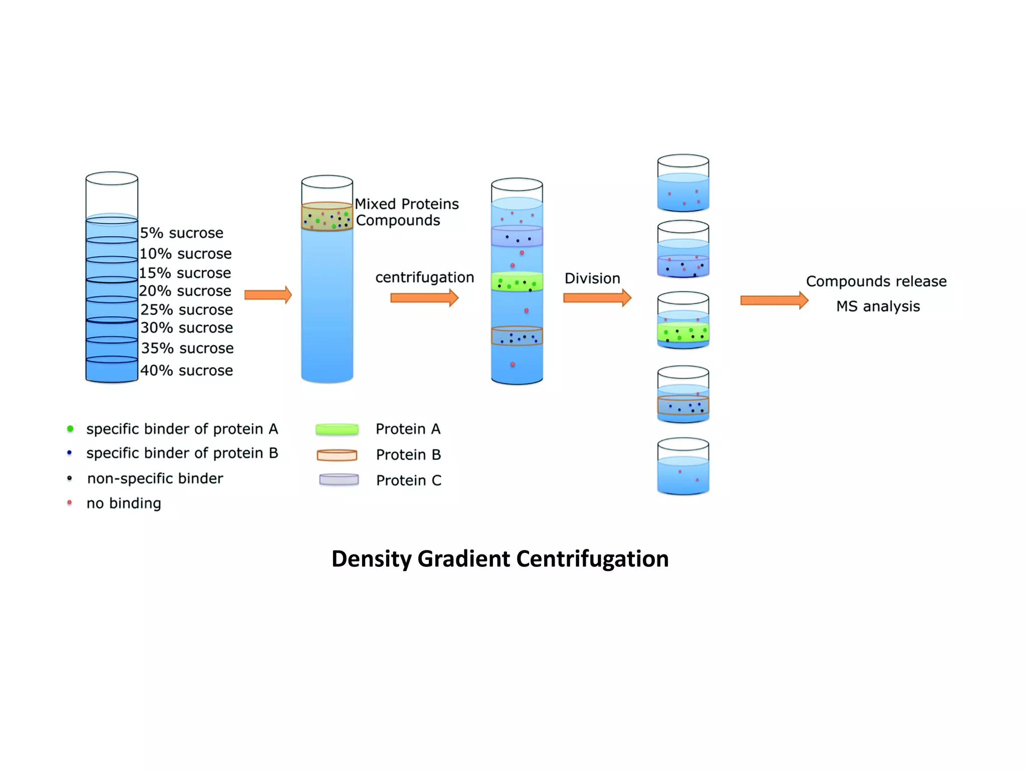 Techniques in Cell Biology | PDF