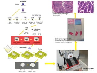 Techniques in Cell Biology | PDF