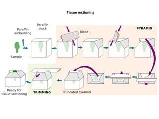 Techniques in Cell Biology | PDF