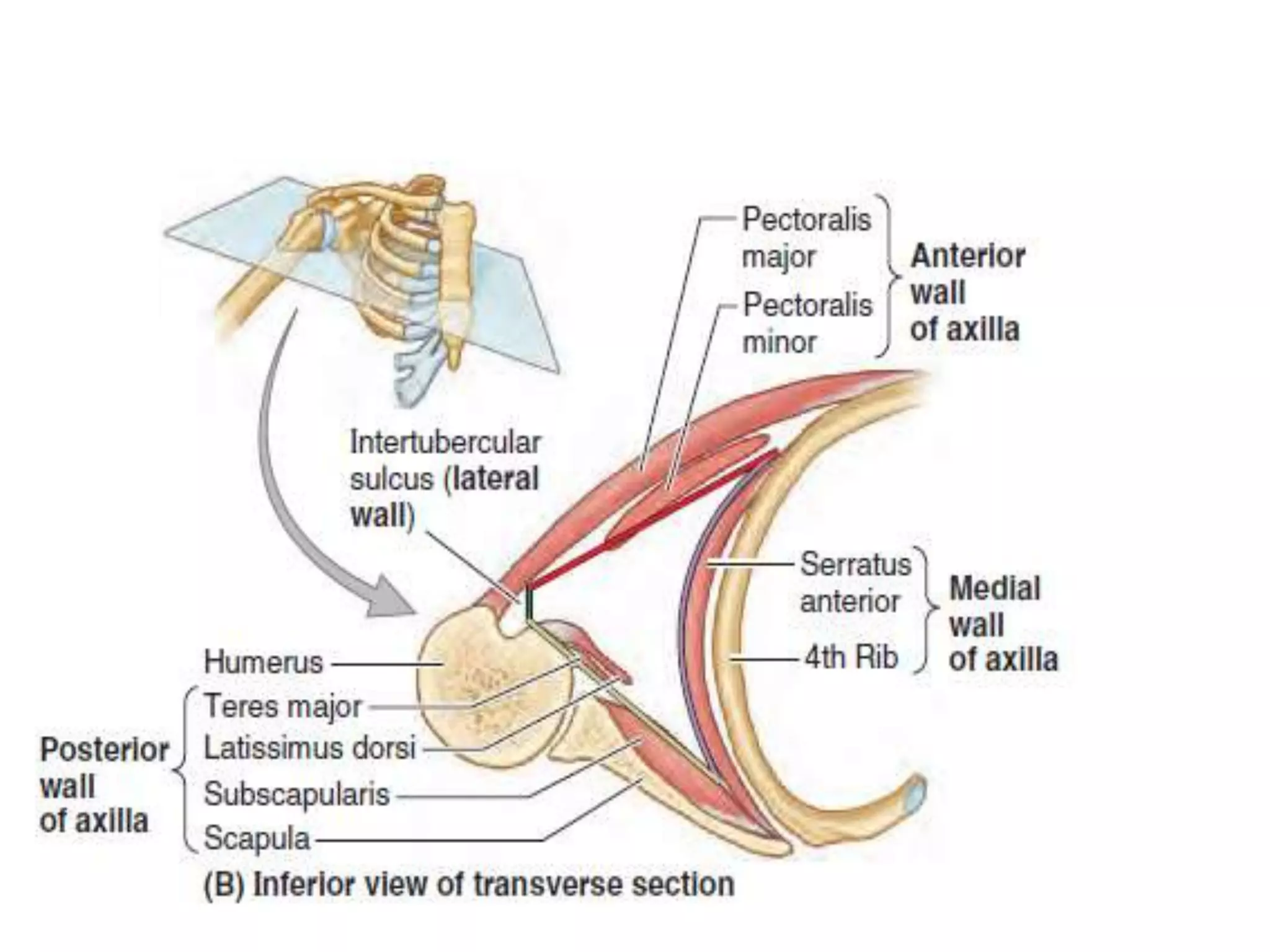Anatomy of axilla with Dr- Ameera Al-Humidi .pptx