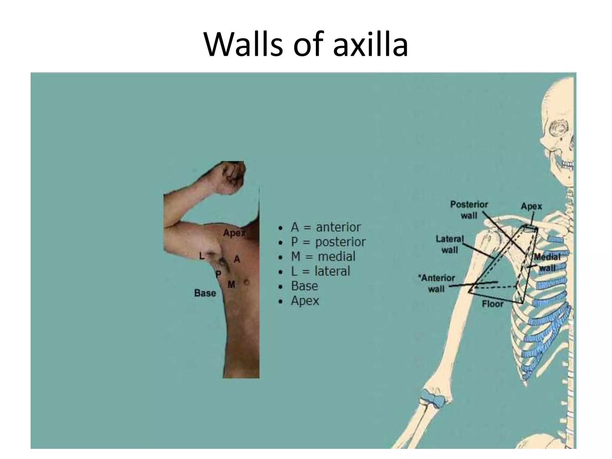 Anatomy of axilla with Dr- Ameera Al-Humidi .pptx