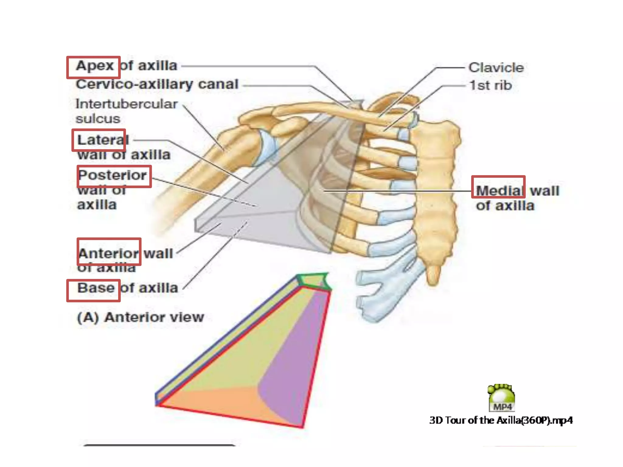 Anatomy of axilla with Dr- Ameera Al-Humidi .pptx
