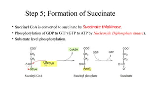 Tricarboxylic cycle biochemistry subject | PPT