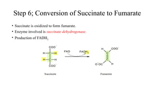 Tricarboxylic cycle biochemistry subject | PPTX