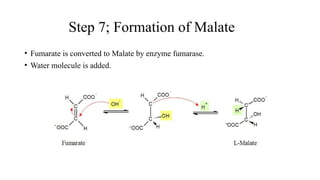 Tricarboxylic cycle biochemistry subject | PPT