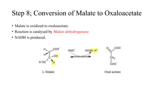 Tricarboxylic cycle biochemistry subject | PPT