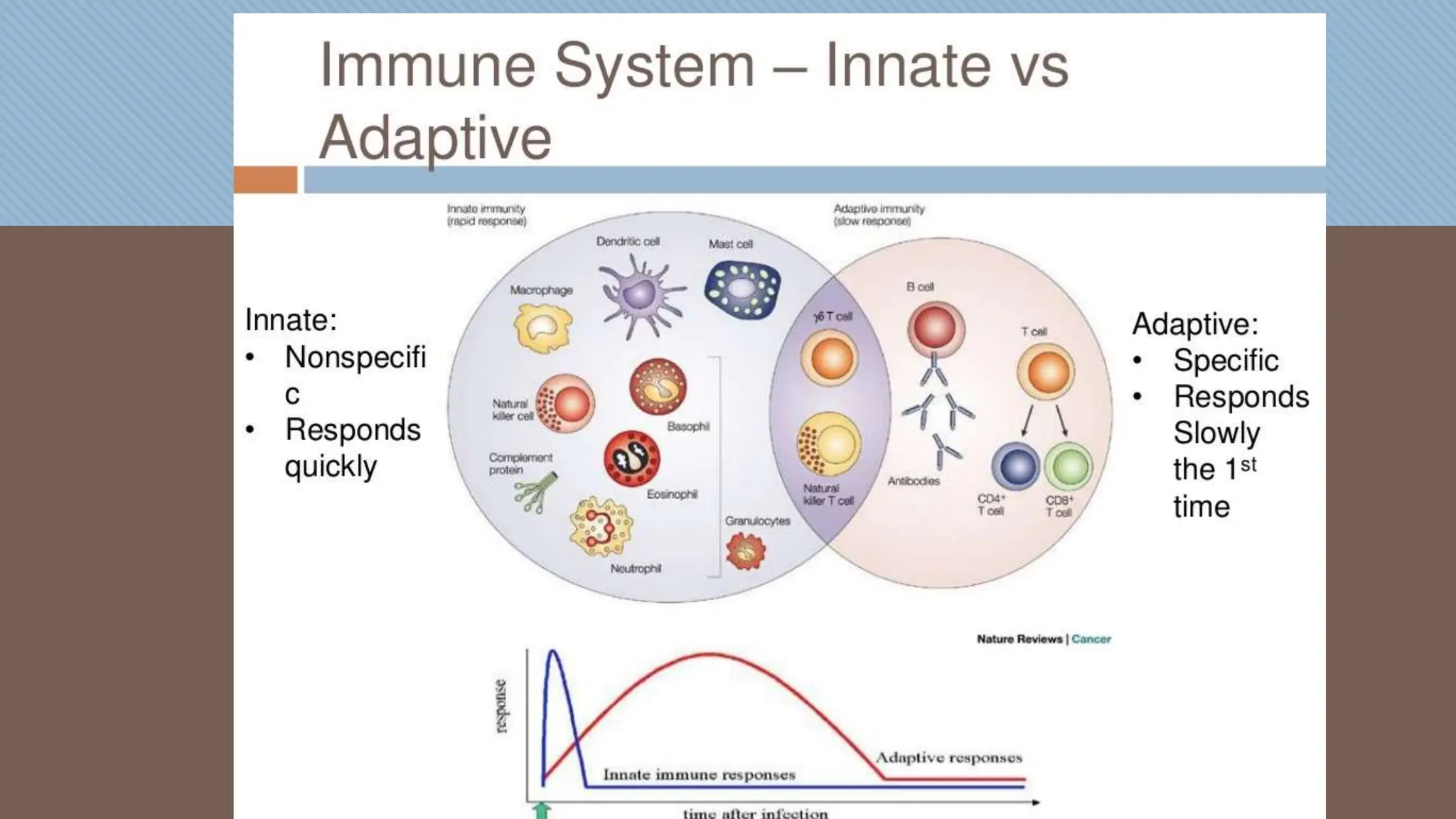 Adaptive Immunity- Human Health and Disease powerpoint | PPT