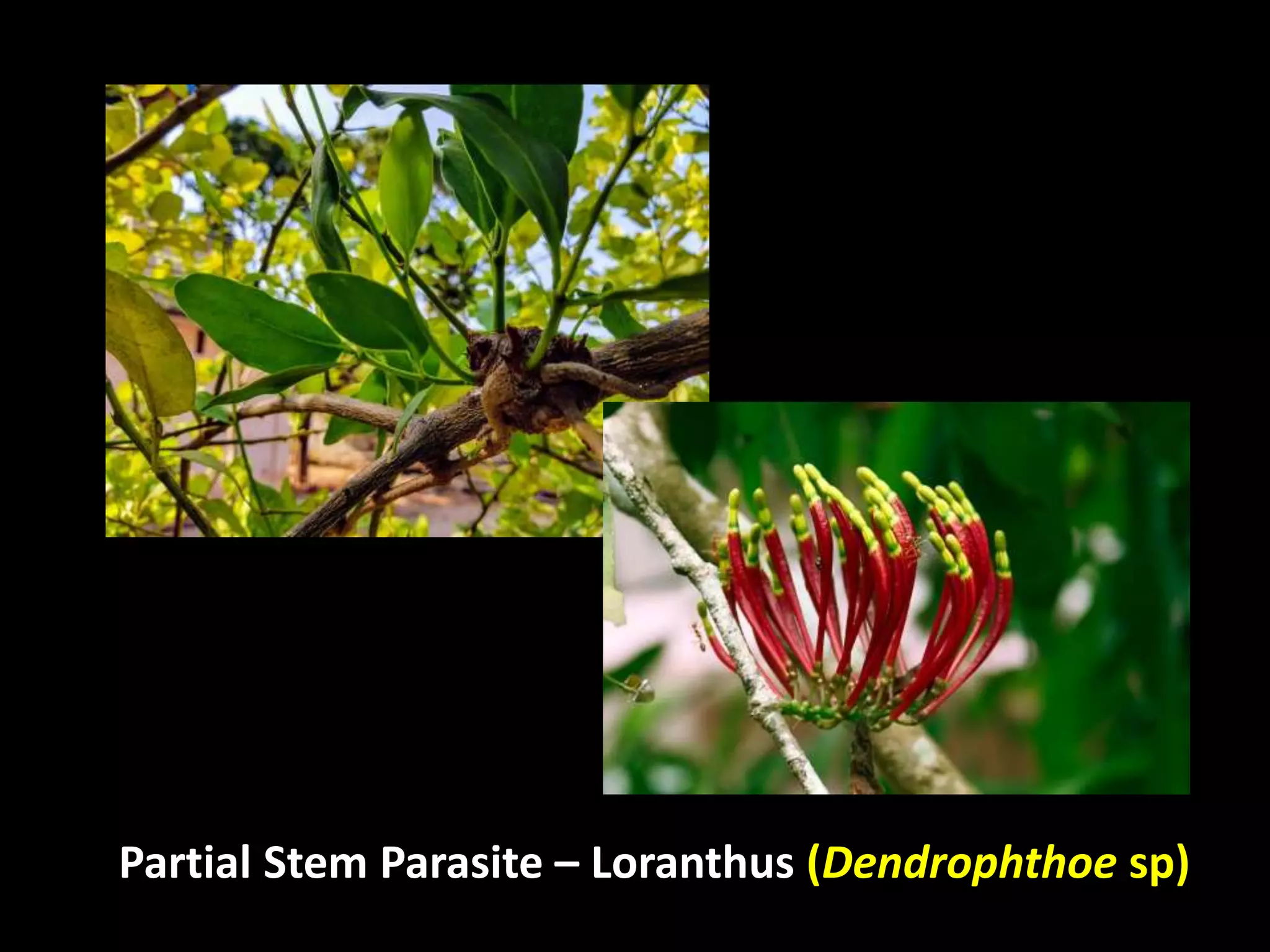 Lecture 3 Causes of Plant Diseases.pptx