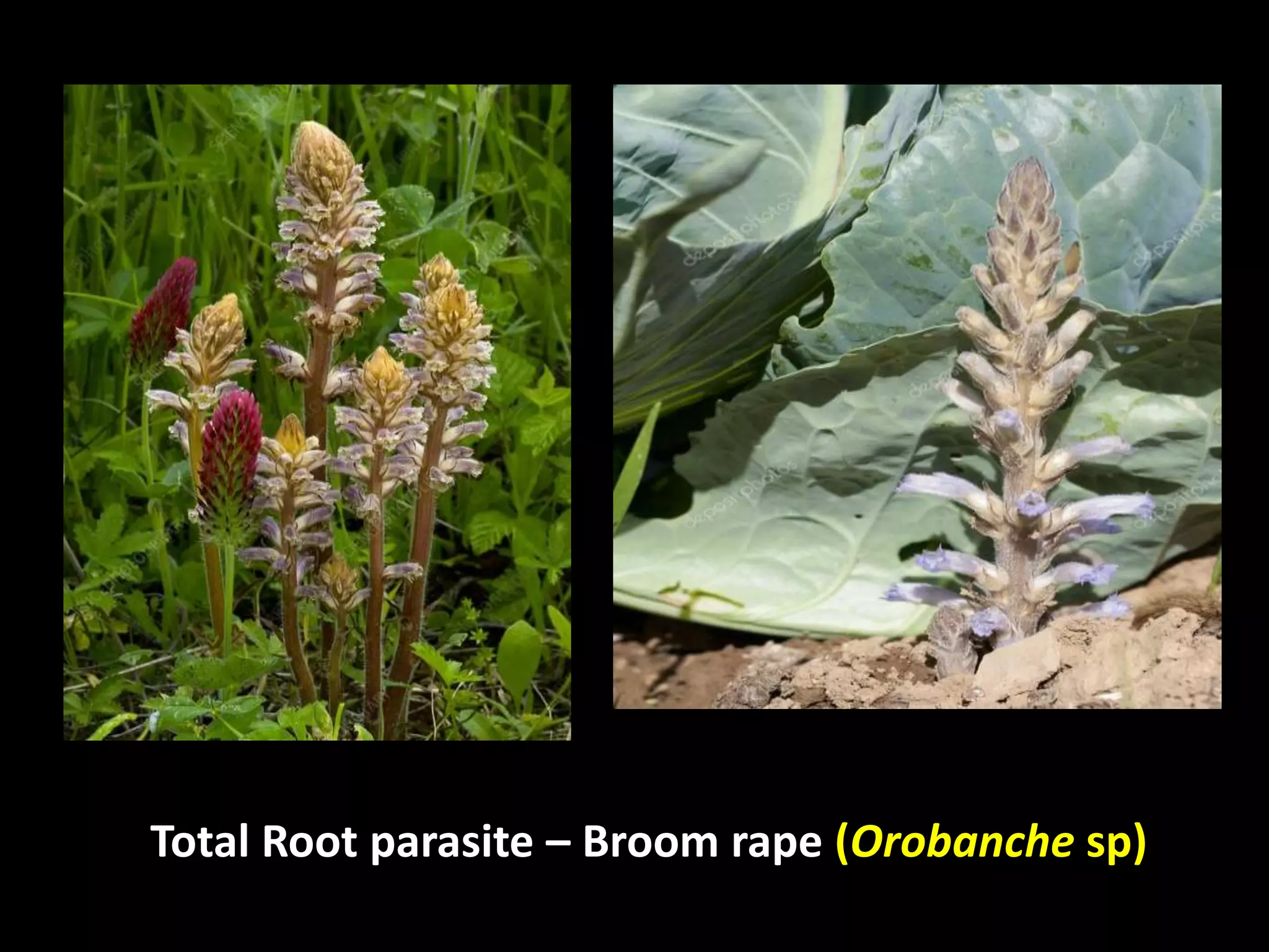 Lecture 3 Causes of Plant Diseases.pptx