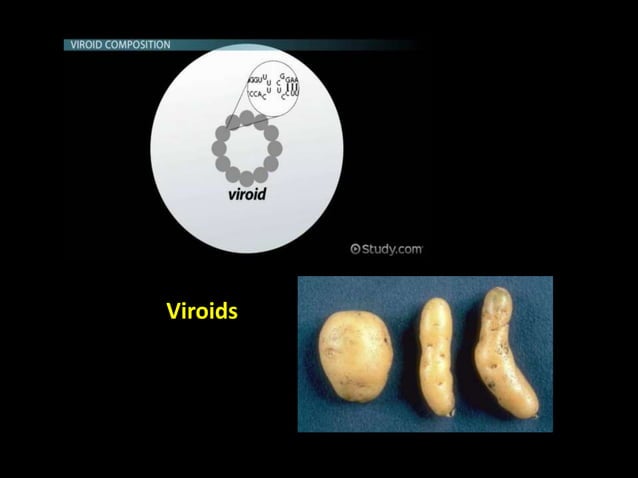 Lecture 3 Causes of Plant Diseases.pptx