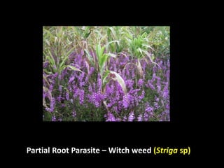 Lecture 3 Causes of Plant Diseases.pptx